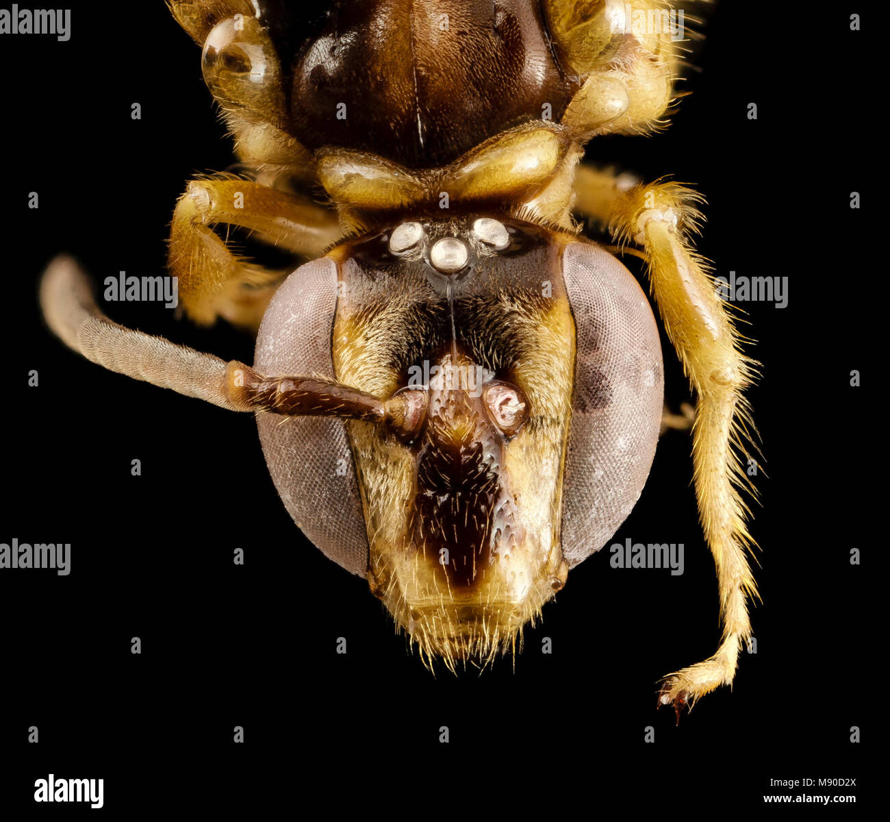 bee pale tan, f, colombia, face Stock Photo - Alamy