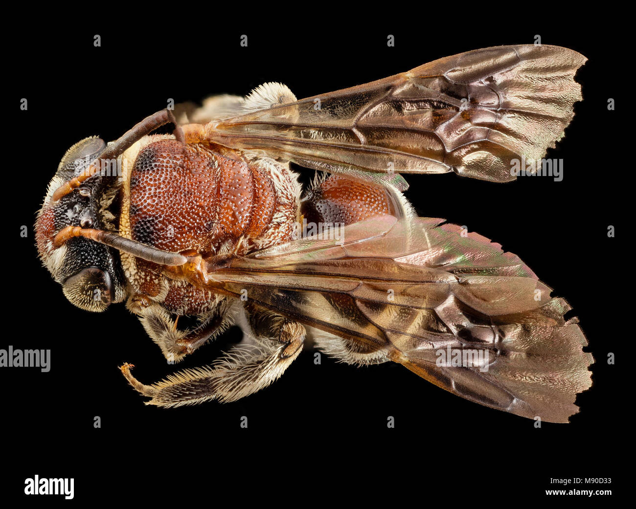 Bee. bee reddish, f, argentina, angle Stock Photo - Alamy