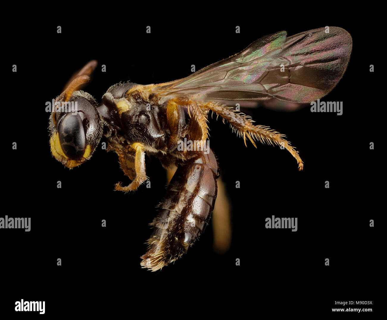 bee species wide face, m, brazil, side Stock Photo - Alamy