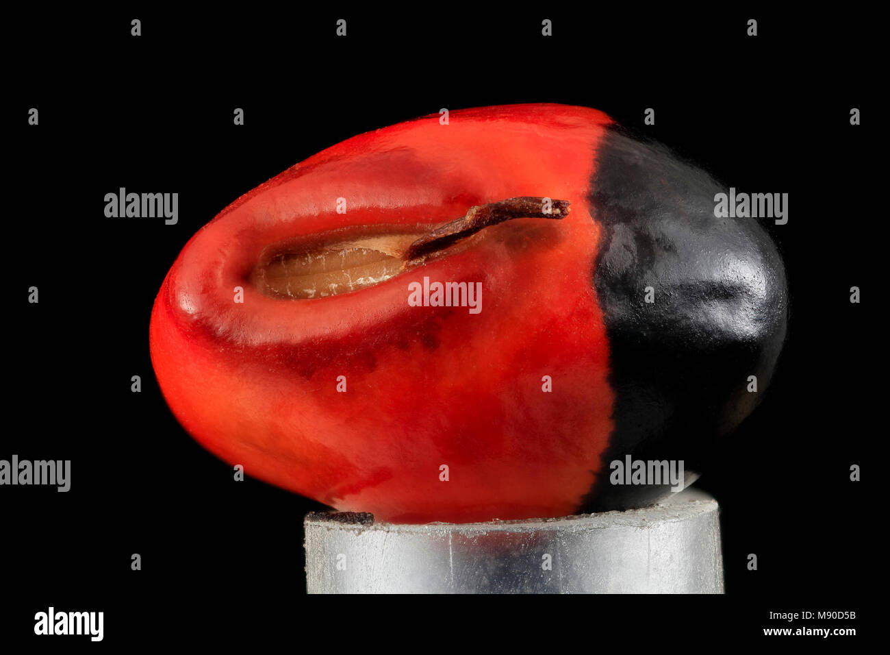 Black and Red Seed (no velum Stock Photo - Alamy