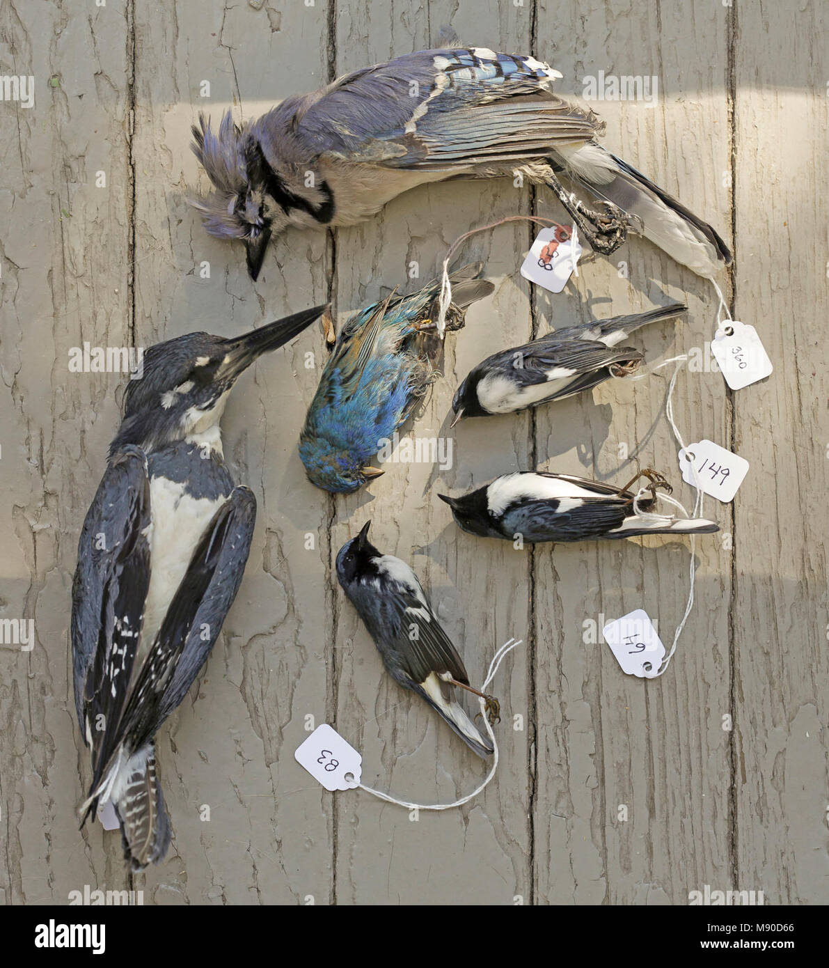 Birds collide with building hi-res stock photography and images - Alamy