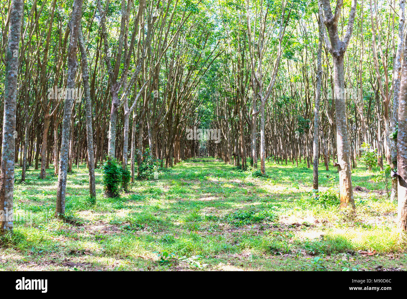 Rubber trees malaysia hi-res stock photography and images - Alamy