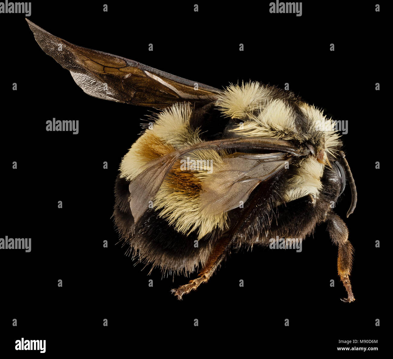 Bombus affinis hi-res stock photography and images - Alamy