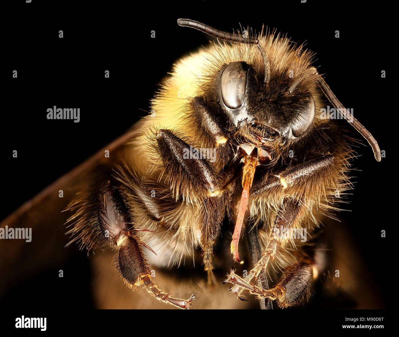 Bombus affinis hi-res stock photography and images - Alamy