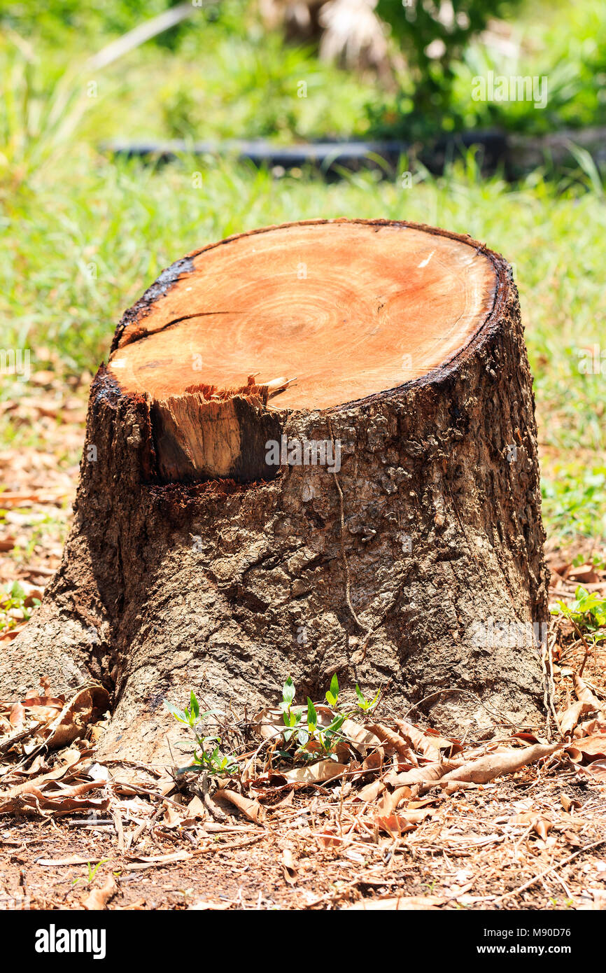 Mango tree stump Stock Photo - Alamy