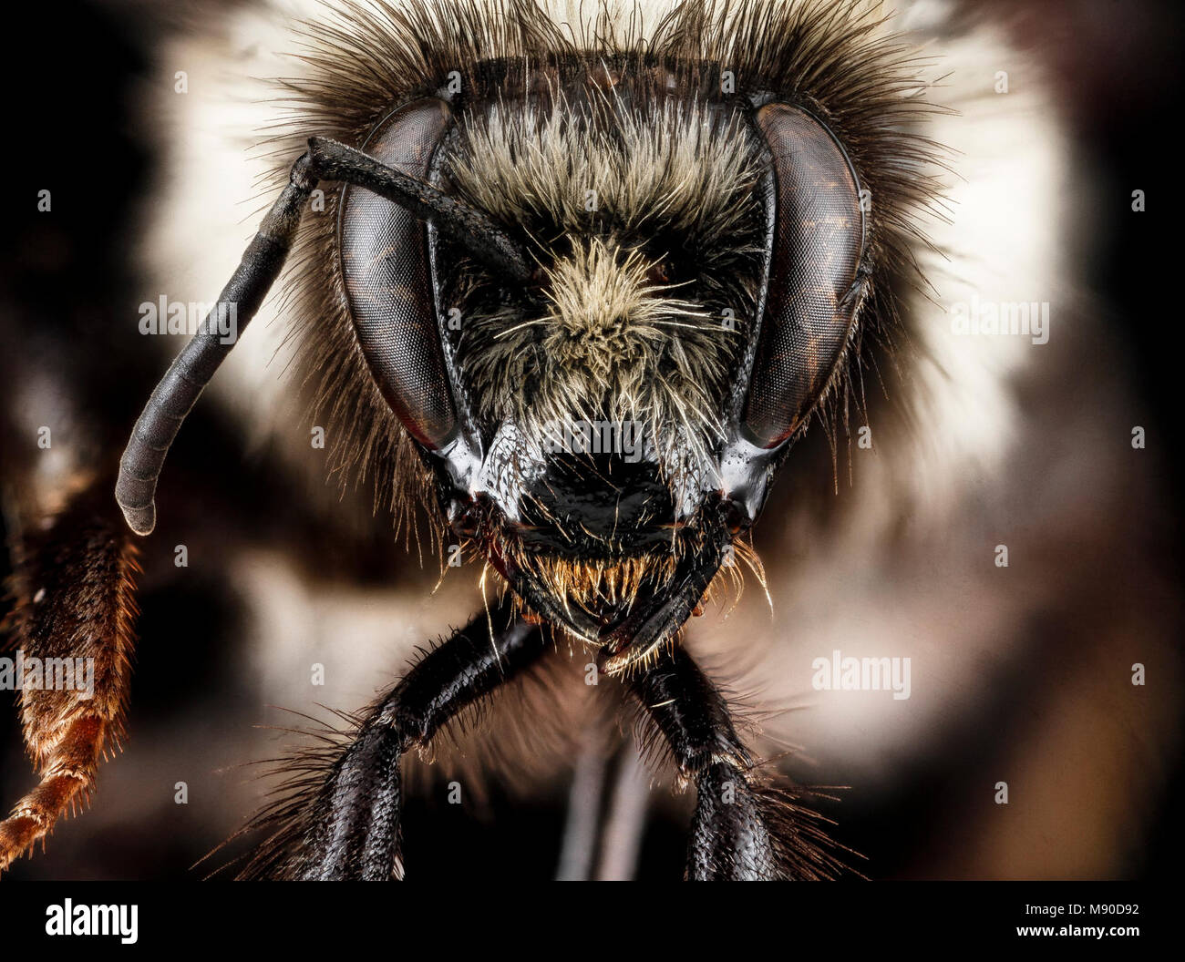 Bee. Bombus bifarius, face Stock Photo - Alamy