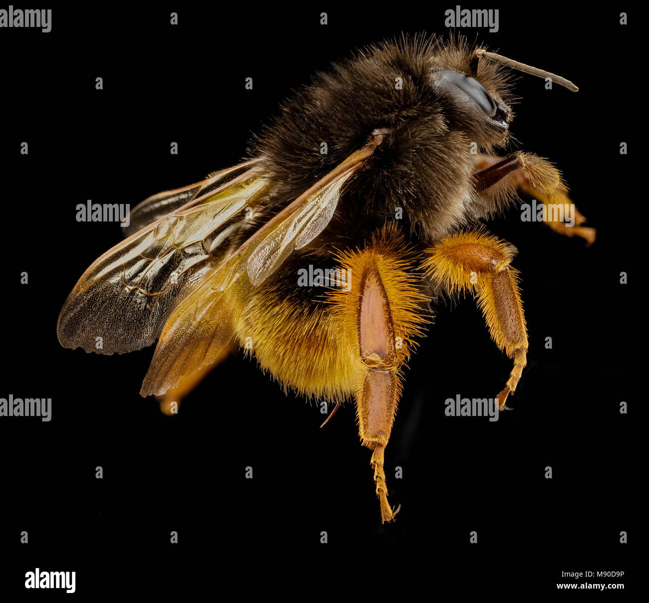 Eximias hi-res stock photography and images - Alamy