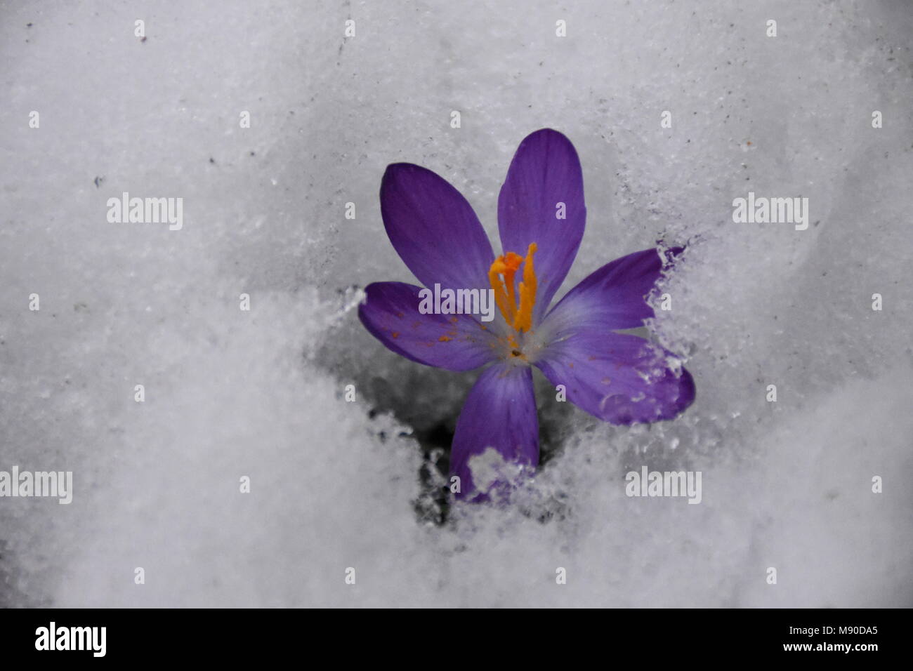 Thawing snow hi-res stock photography and images - Alamy