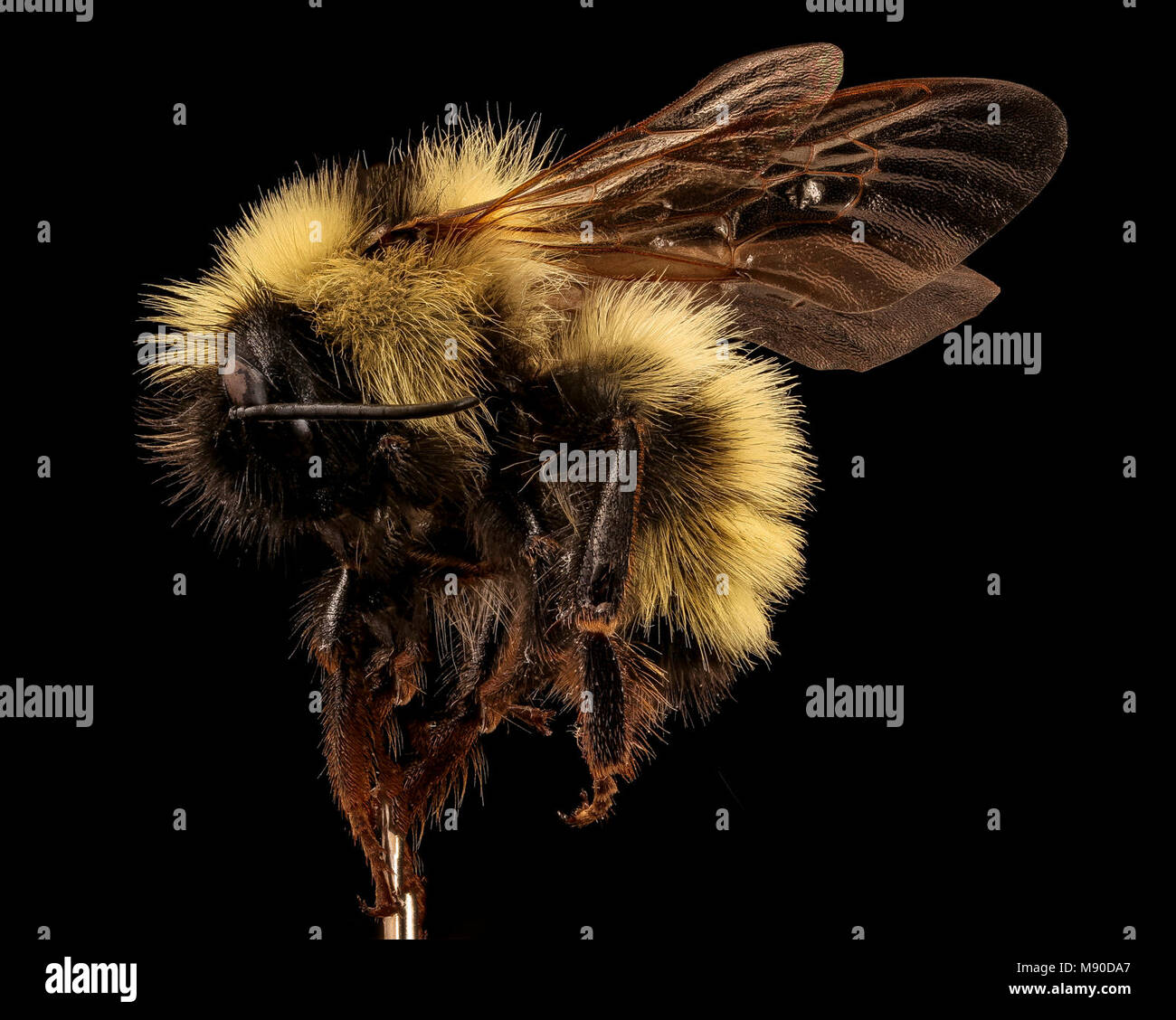 Bombus fernaldae hi-res stock photography and images - Alamy