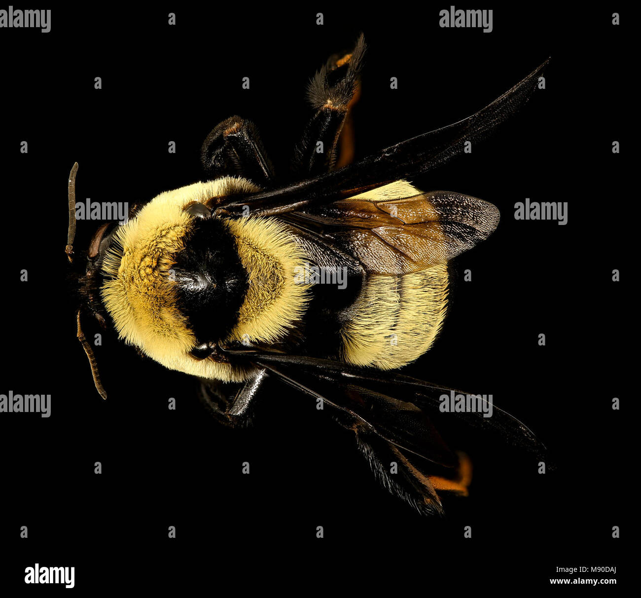 Bombus fraternus hi-res stock photography and images - Alamy