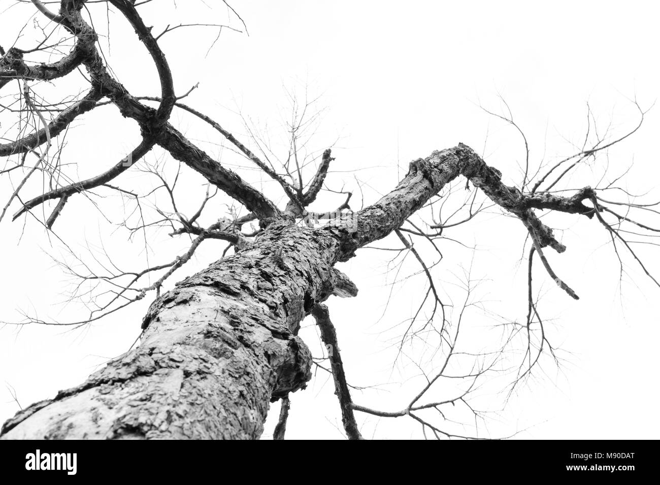 dead tree branch , black and white Stock Photo - Alamy
