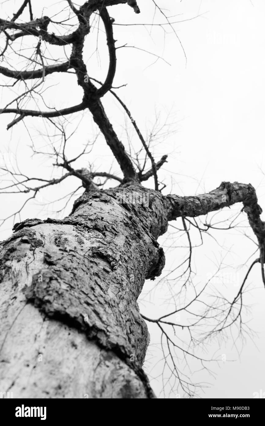 dead tree branch , black and white Stock Photo - Alamy
