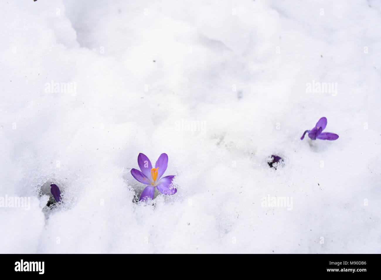 Flowers growing through snow hi-res stock photography and images - Alamy