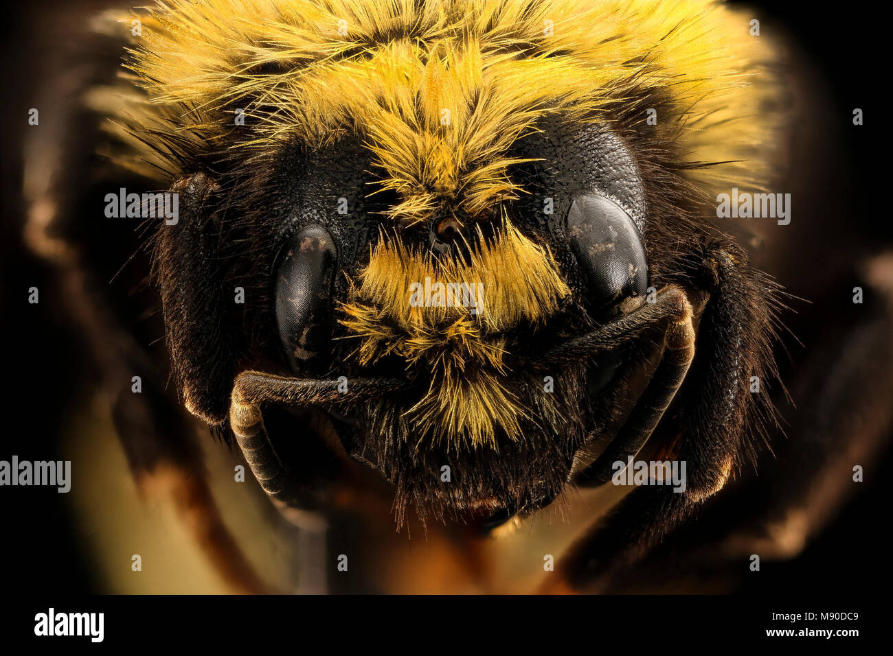 Rare bumble bee hi-res stock photography and images - Alamy