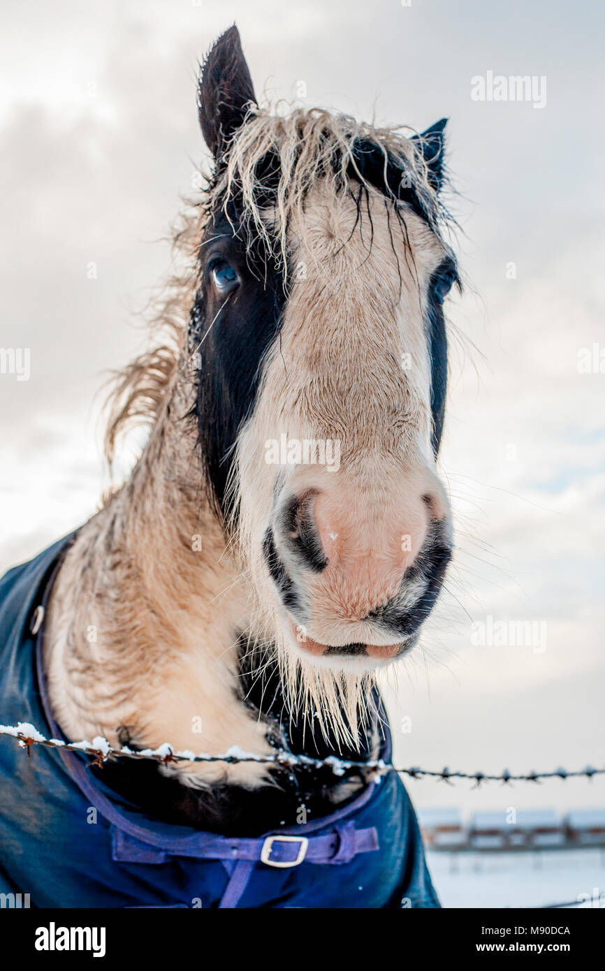 Winter portrait of a Gypsy cob draught horse in snow looking over ...
