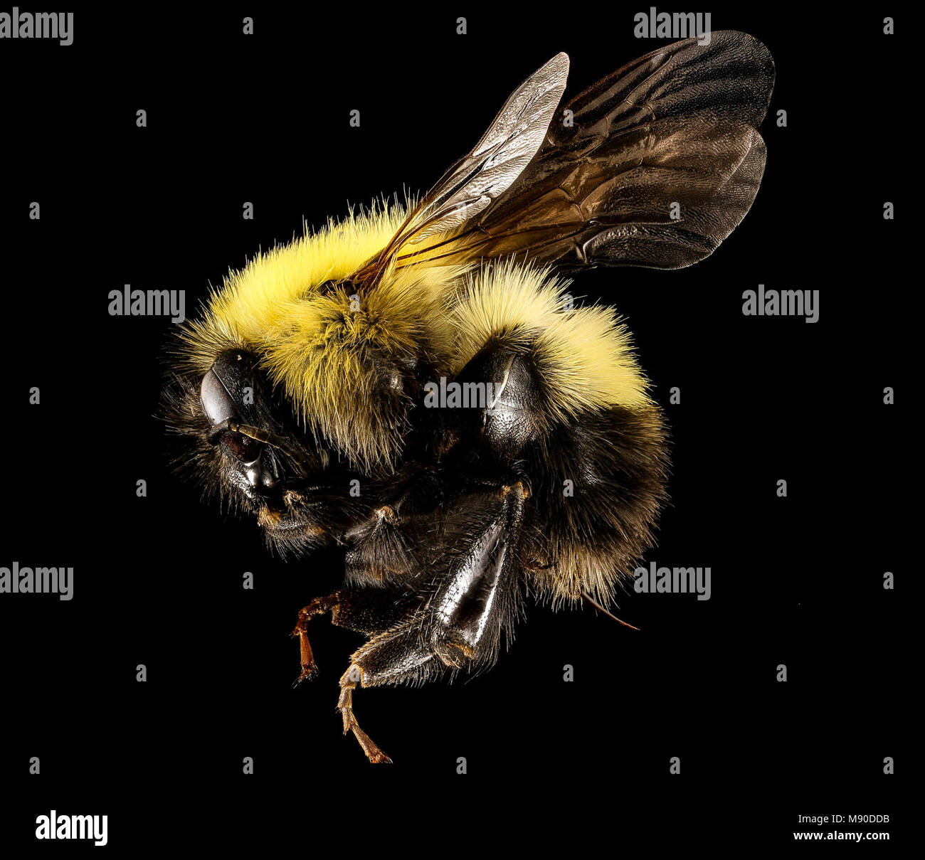 Bumble bee Bombus perplexus, f, left side, Centre Co, PA Stock Photo ...