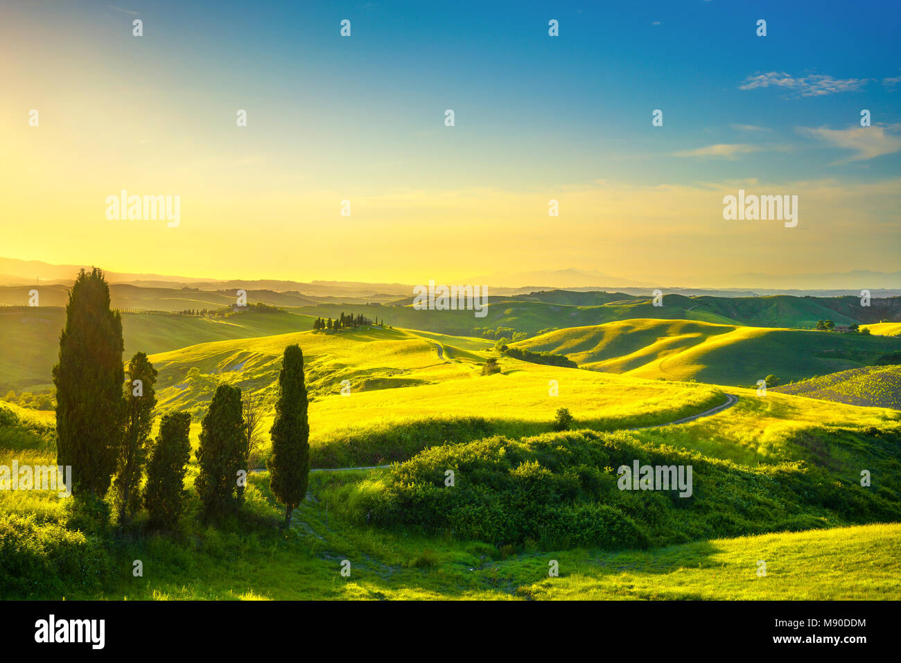 Tuscany, rural sunset landscape. Cypress trees, green field, sun light ...