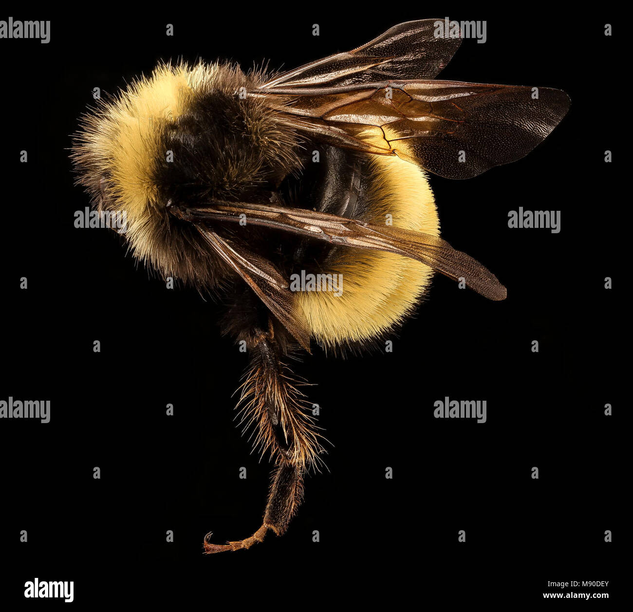 Rare bumble bee hi-res stock photography and images - Alamy