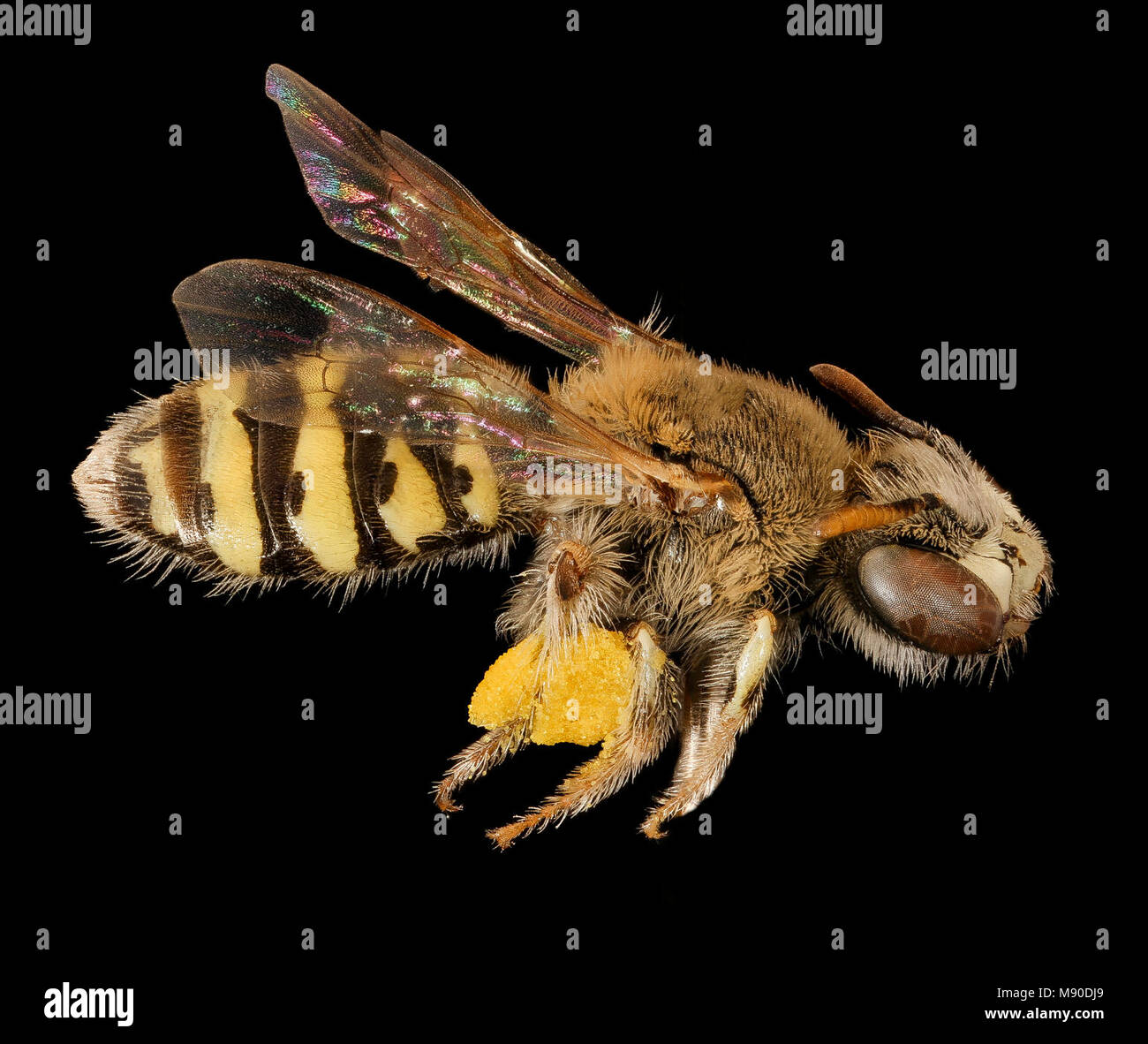 Calliopsis isolated hi-res stock photography and images - Alamy