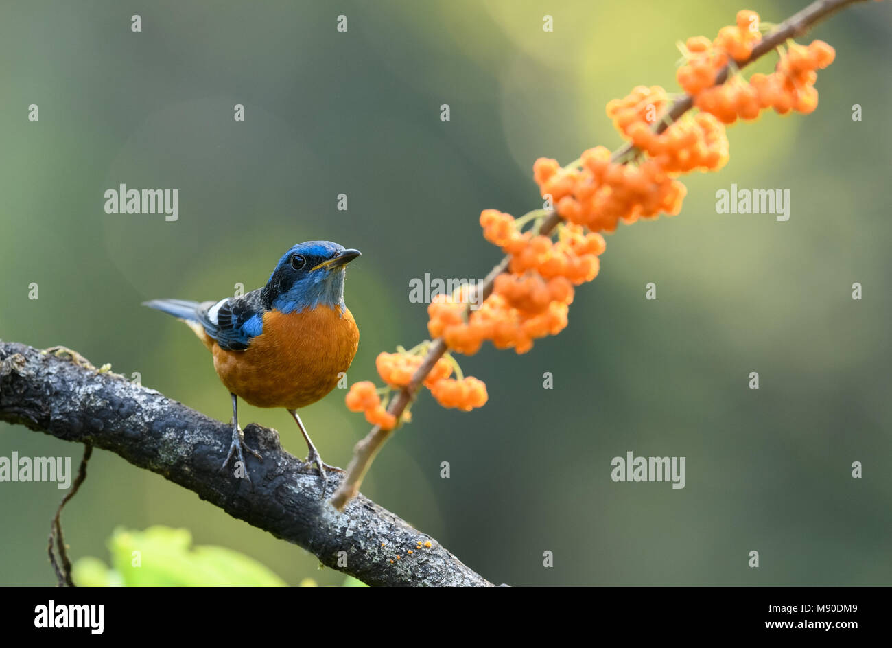 A Blue-capped rock thrush duet pecking on wild berries on a bright and ...