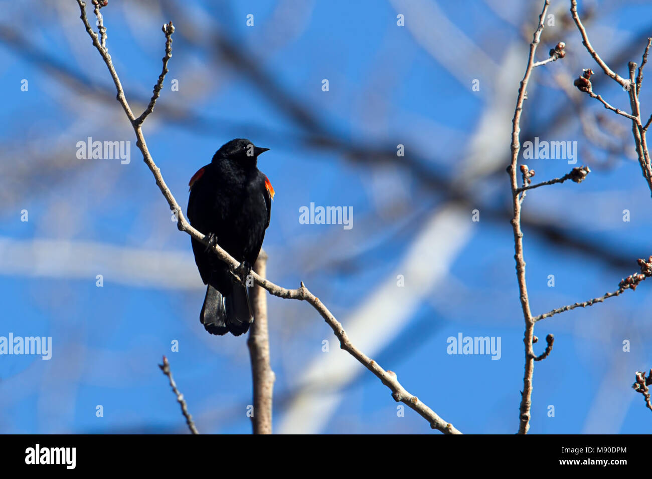 A cute red winged blackbird is perched in a tree in north Idaho Stock ...