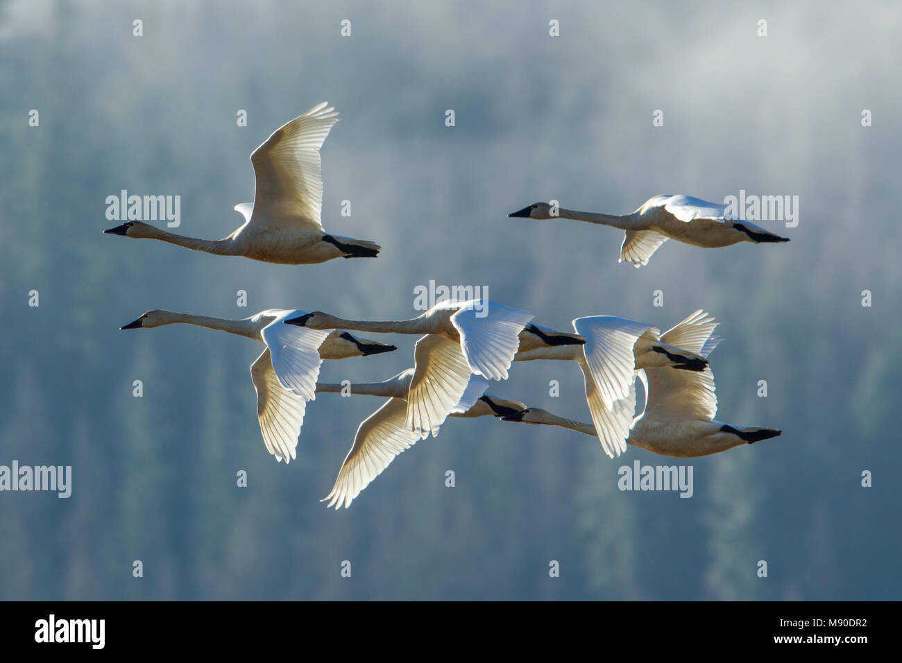 A flock of tundra swans flying in formation near Kilarney Lake in north ...