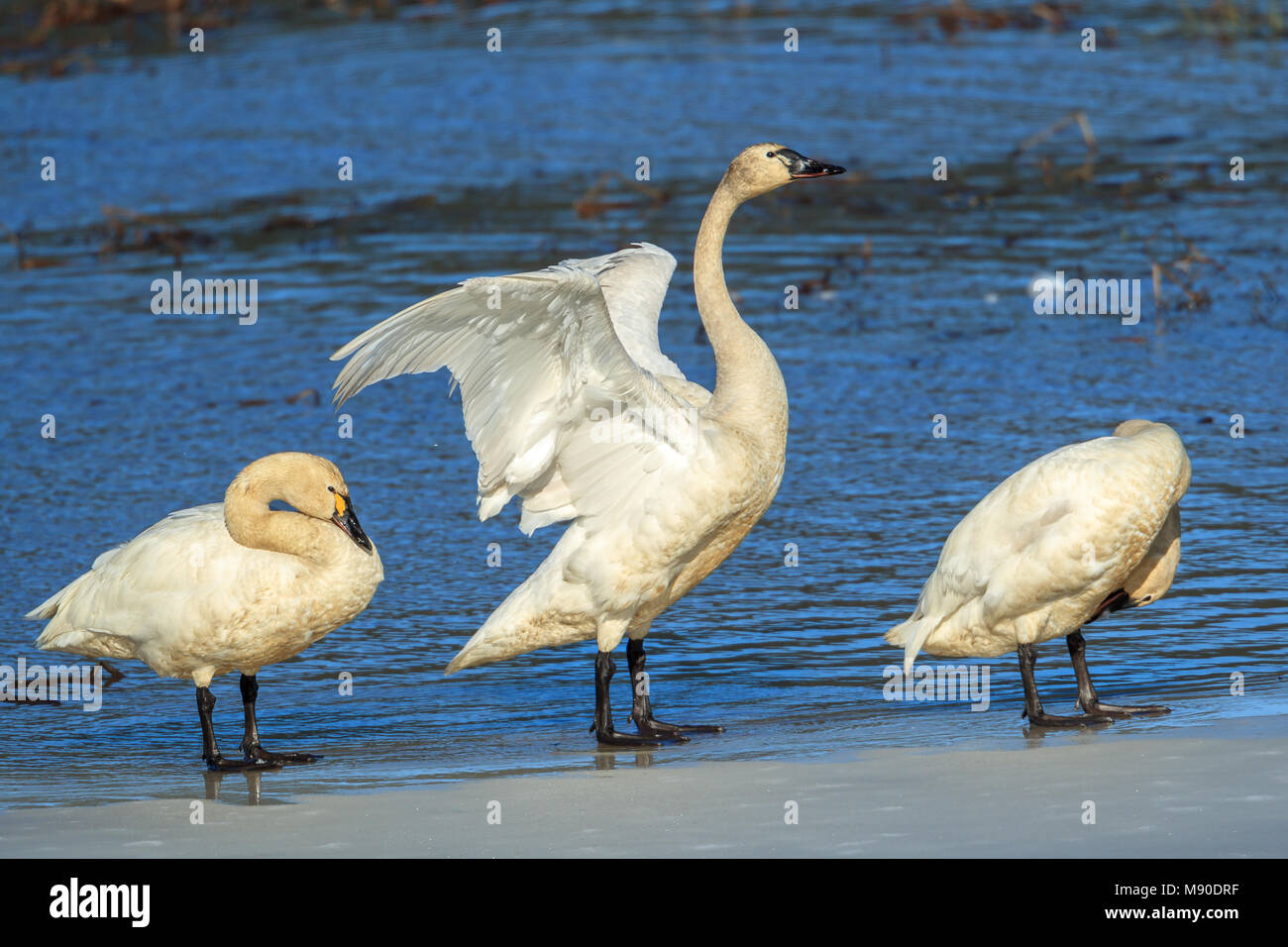 A tundra swan between two other swans is flapping its wings in north ...