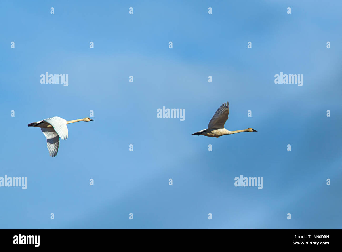 A flock of tundra swans flying in formation near Kilarney Lake in north ...
