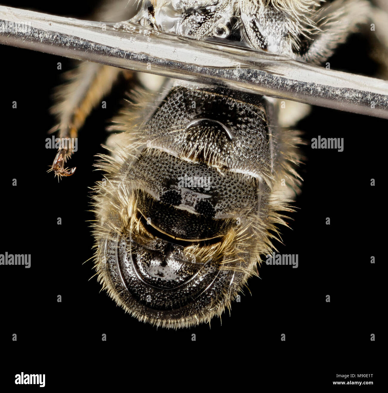 Chelostoma rapunculi, m, tail, ny, warren Stock Photo - Alamy
