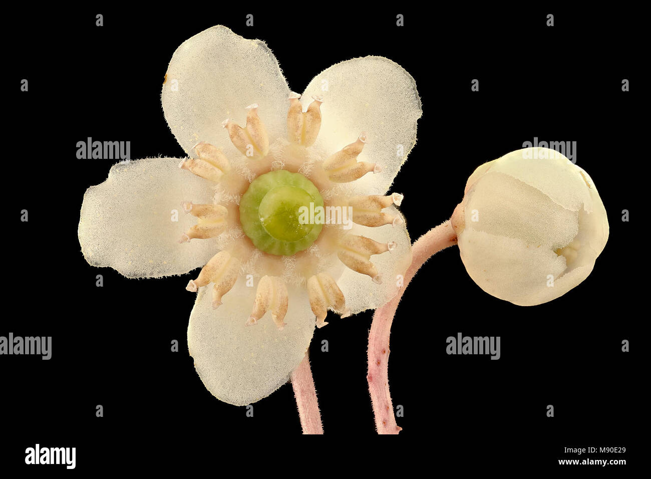 Chimaphila maculata, spotted wintergreen, Howard County, MD Stock Photo ...