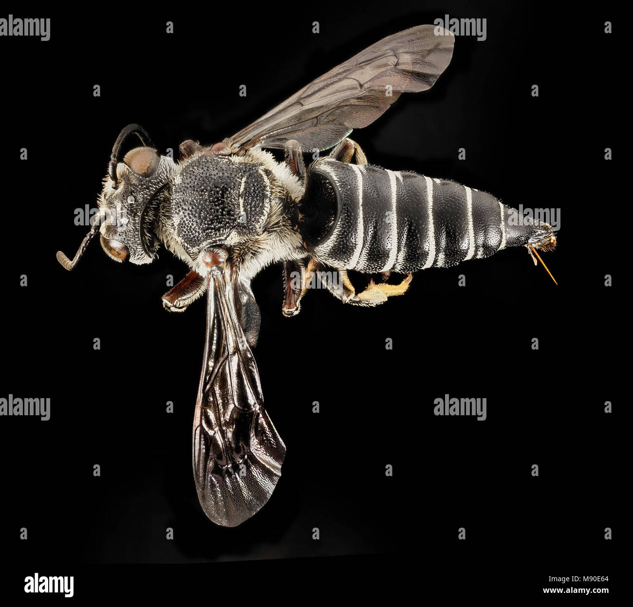 Binomial coelioxys alternata hi-res stock photography and images - Alamy