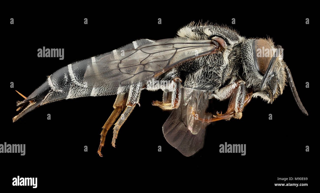 Binomial coelioxys alternata hi-res stock photography and images - Alamy