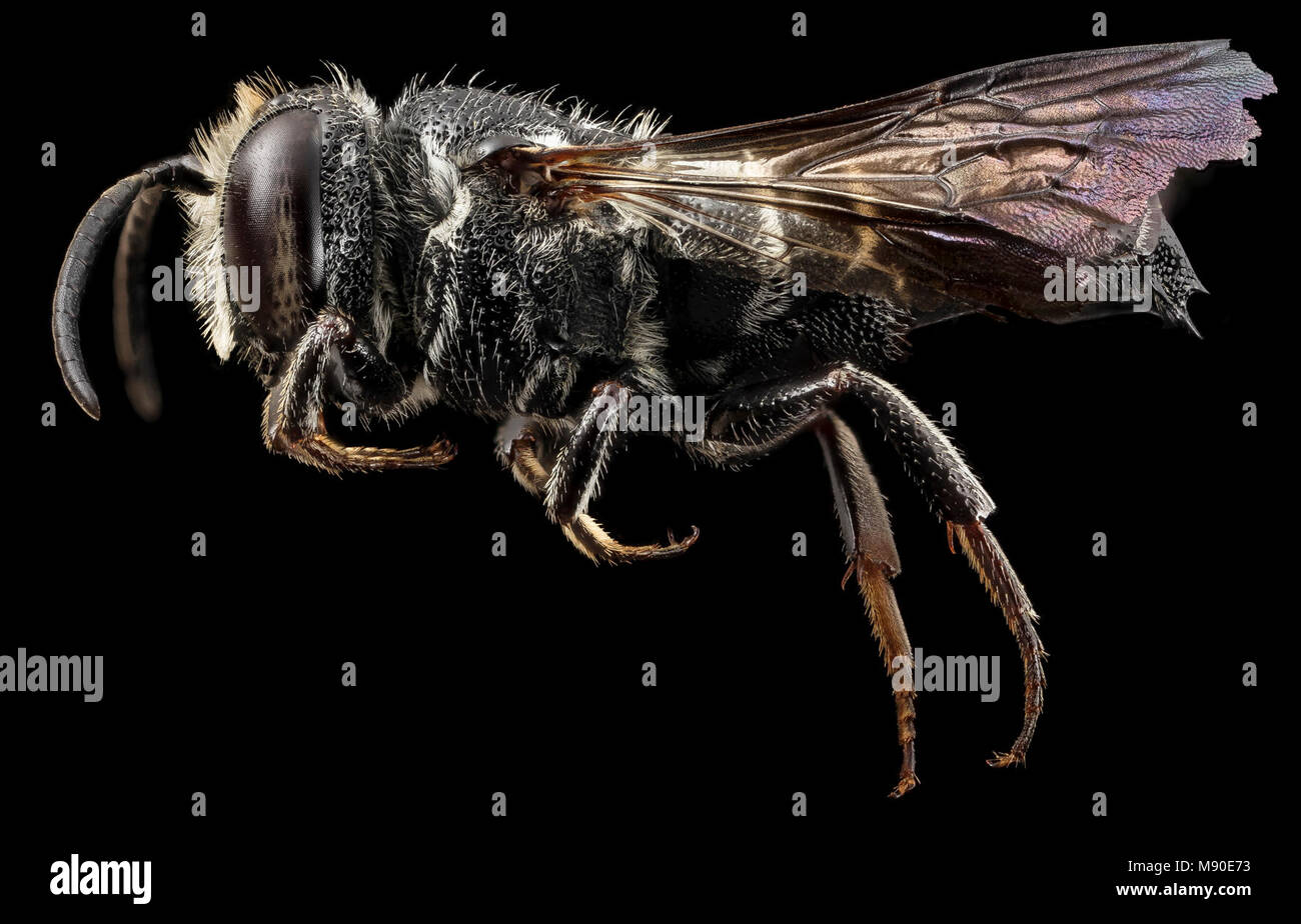 Binomial coelioxys dolichos hi-res stock photography and images - Alamy