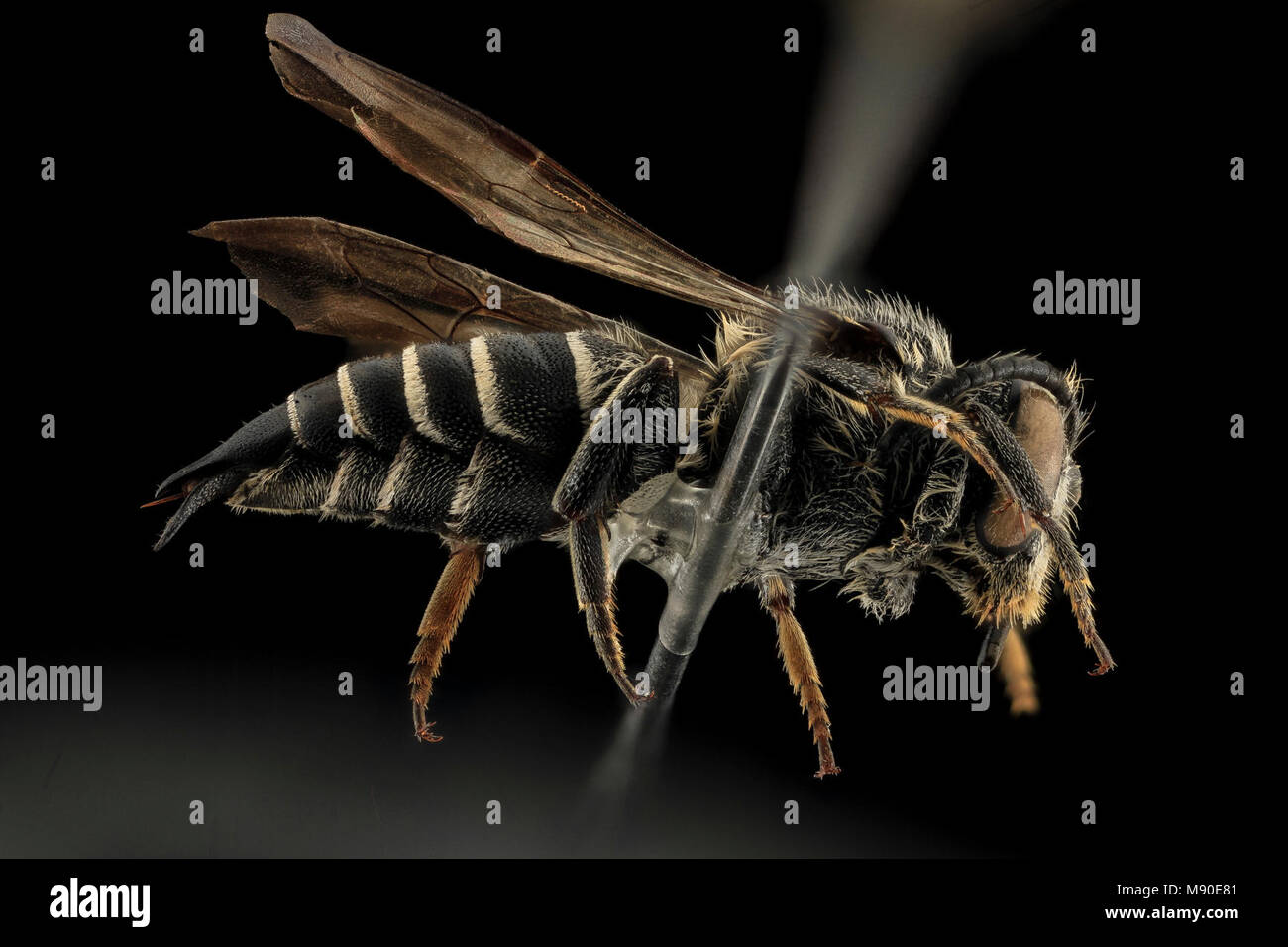 Binomial coelioxys moesta hi-res stock photography and images - Alamy