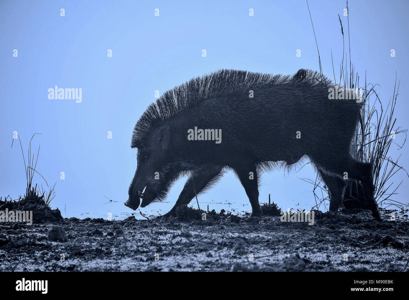 Indian Wild Boar (Sus scrofa cristatus) foraging at the edge of Padam ...