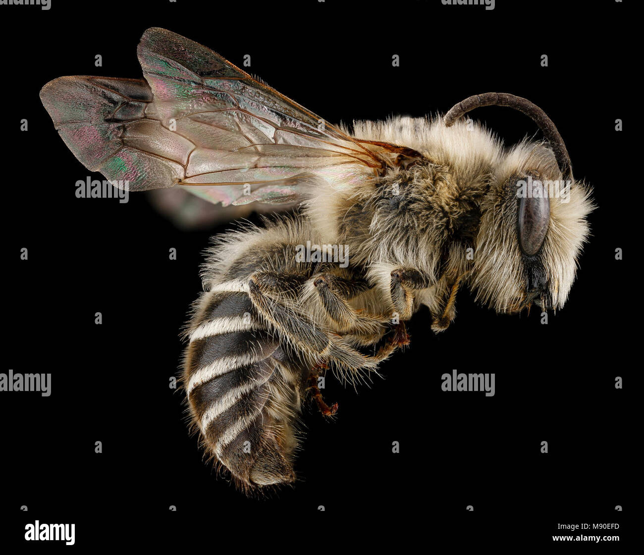 Colletes validus, male, side Stock Photo - Alamy
