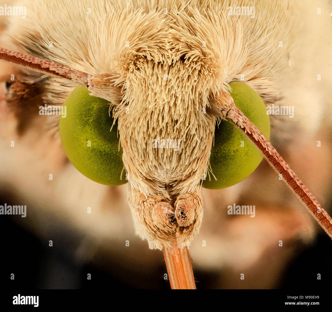 corn earworm, moth, face2 Stock Photo - Alamy