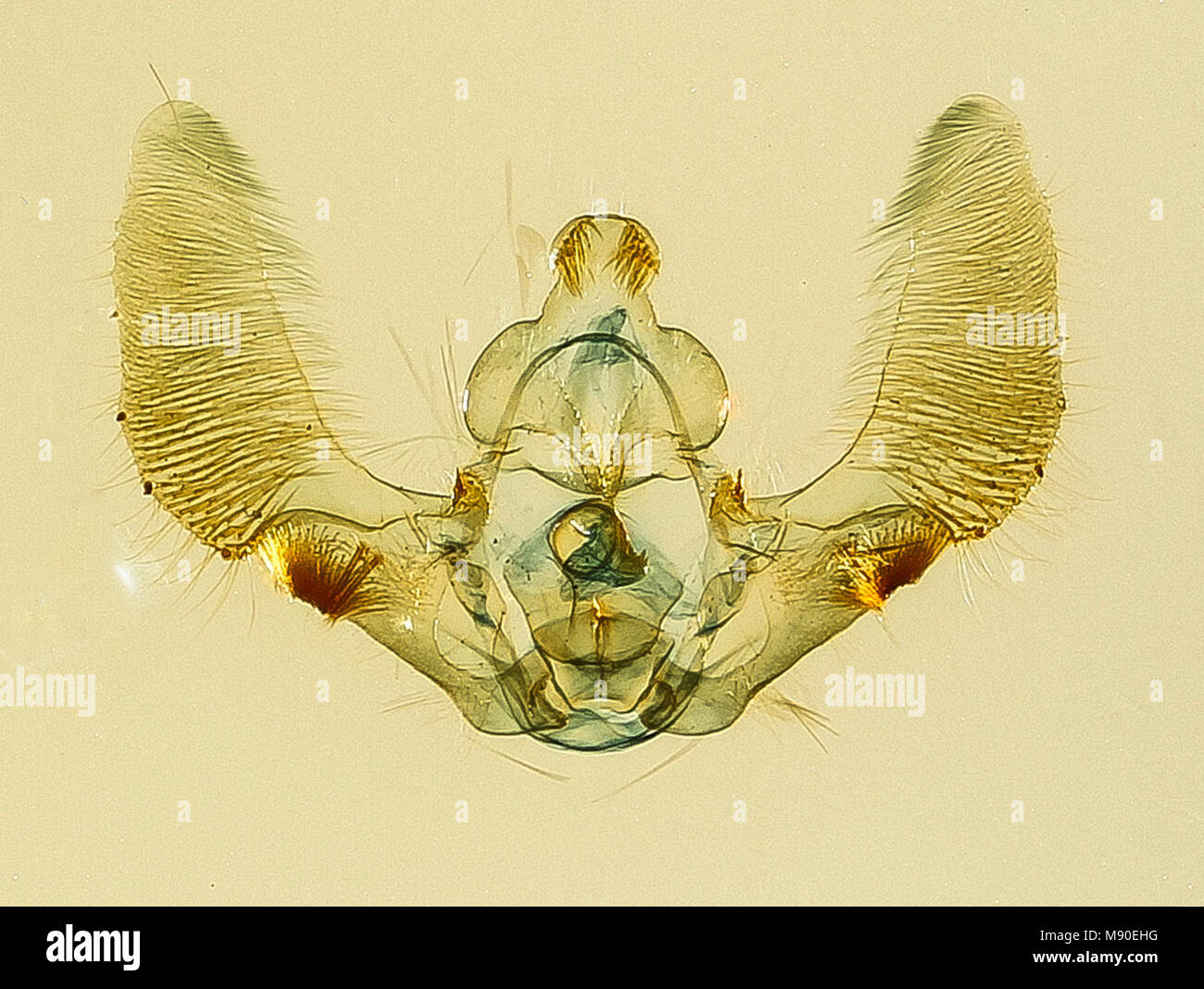 Genitalia hi-res stock photography and images - Alamy