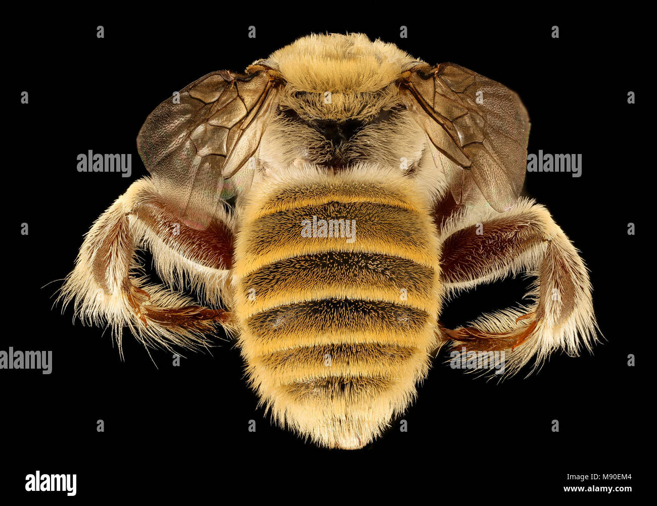 Tucson arizona insects hi-res stock photography and images - Alamy