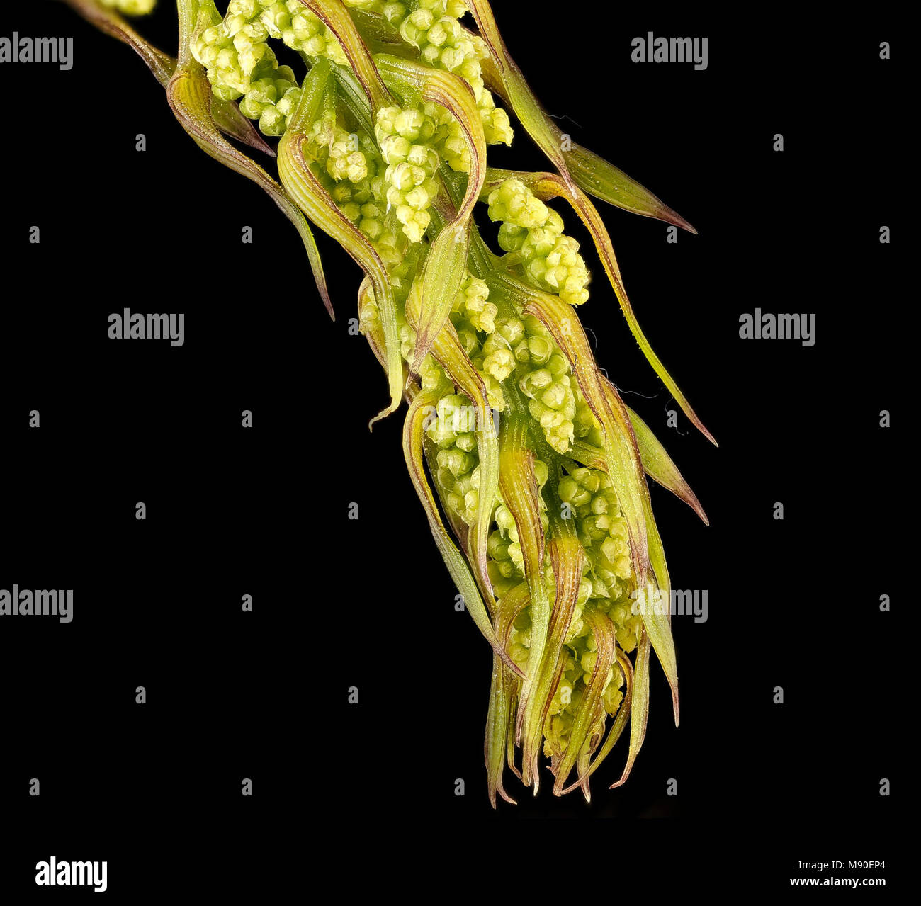 Dioscorea villosa, Wild Yam, pistillate inflorescences in bud 2, Howard ...