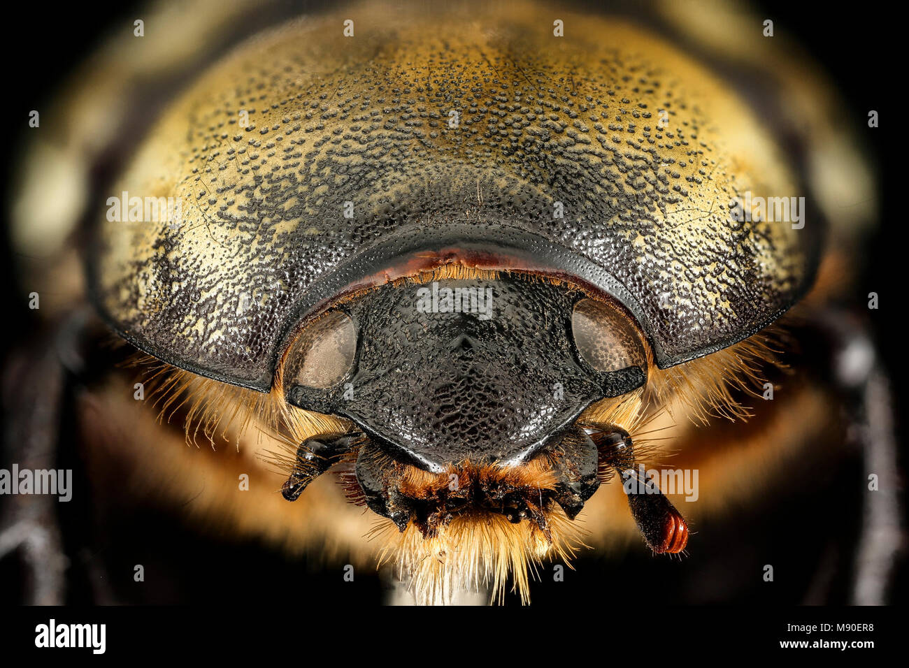 Female hercules beetle hi-res stock photography and images - Alamy