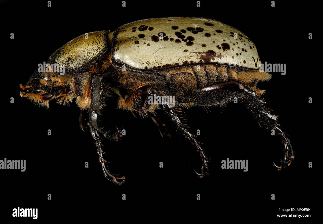 Eastern Hercules Beetle, Female, Dynastes tityus, f, side, MD Stock ...