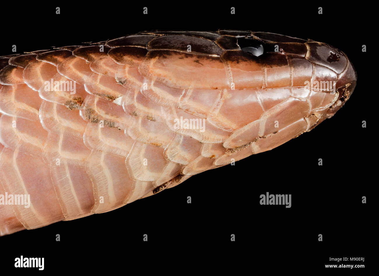 eastern worm snake2 Stock Photo - Alamy