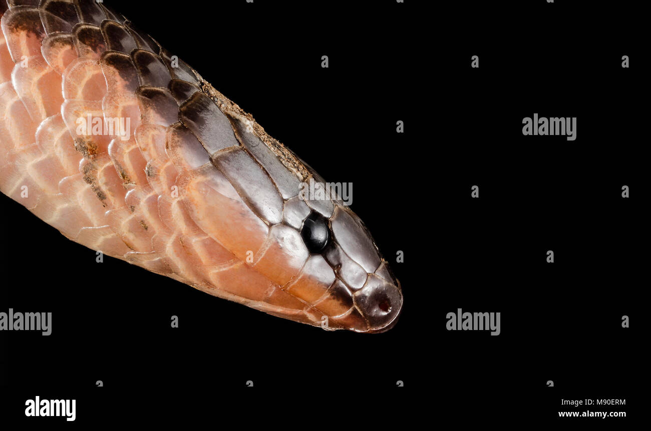 eastern worm snake Stock Photo - Alamy