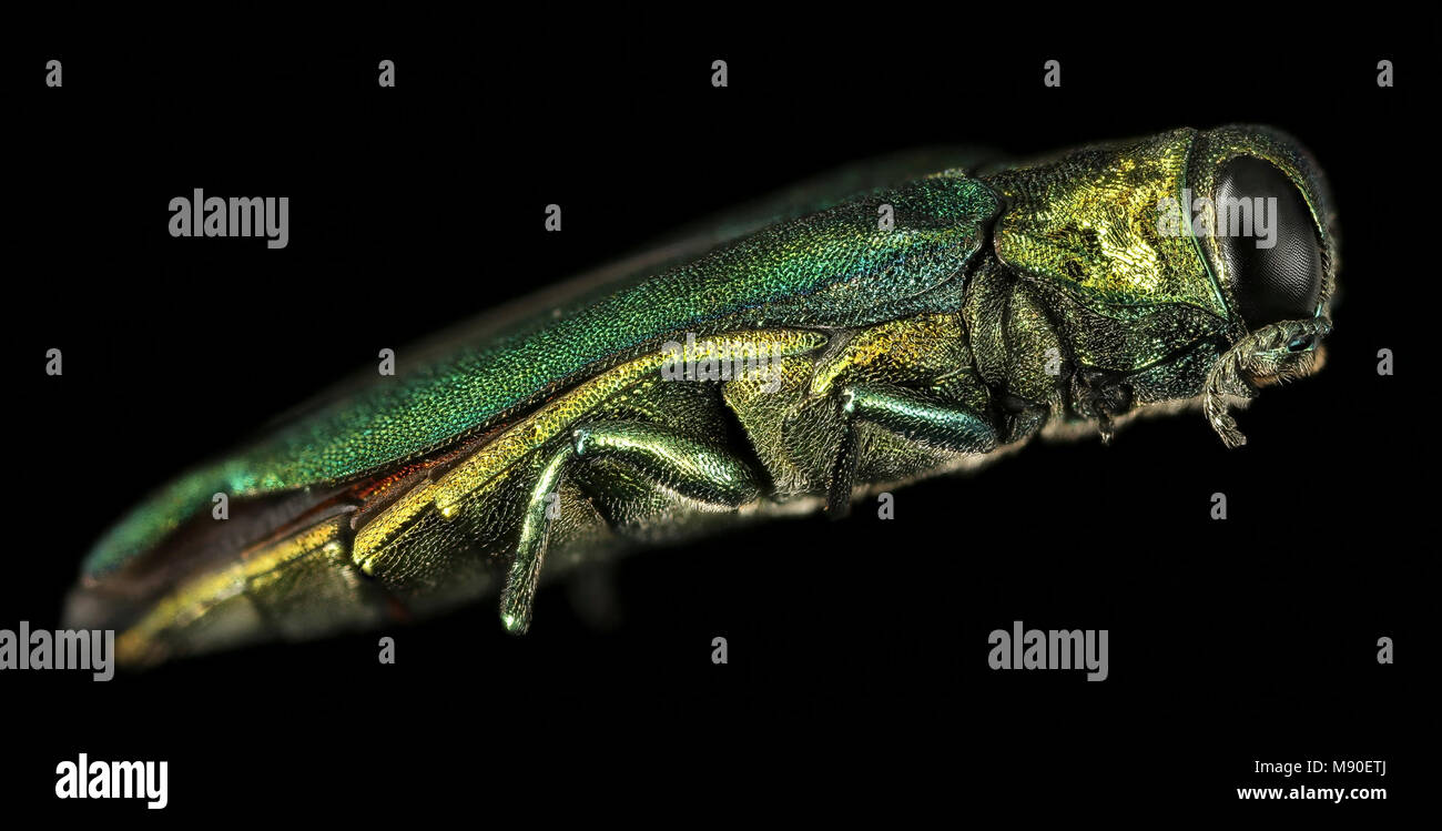 Emerald ash borer beetle hi-res stock photography and images - Alamy