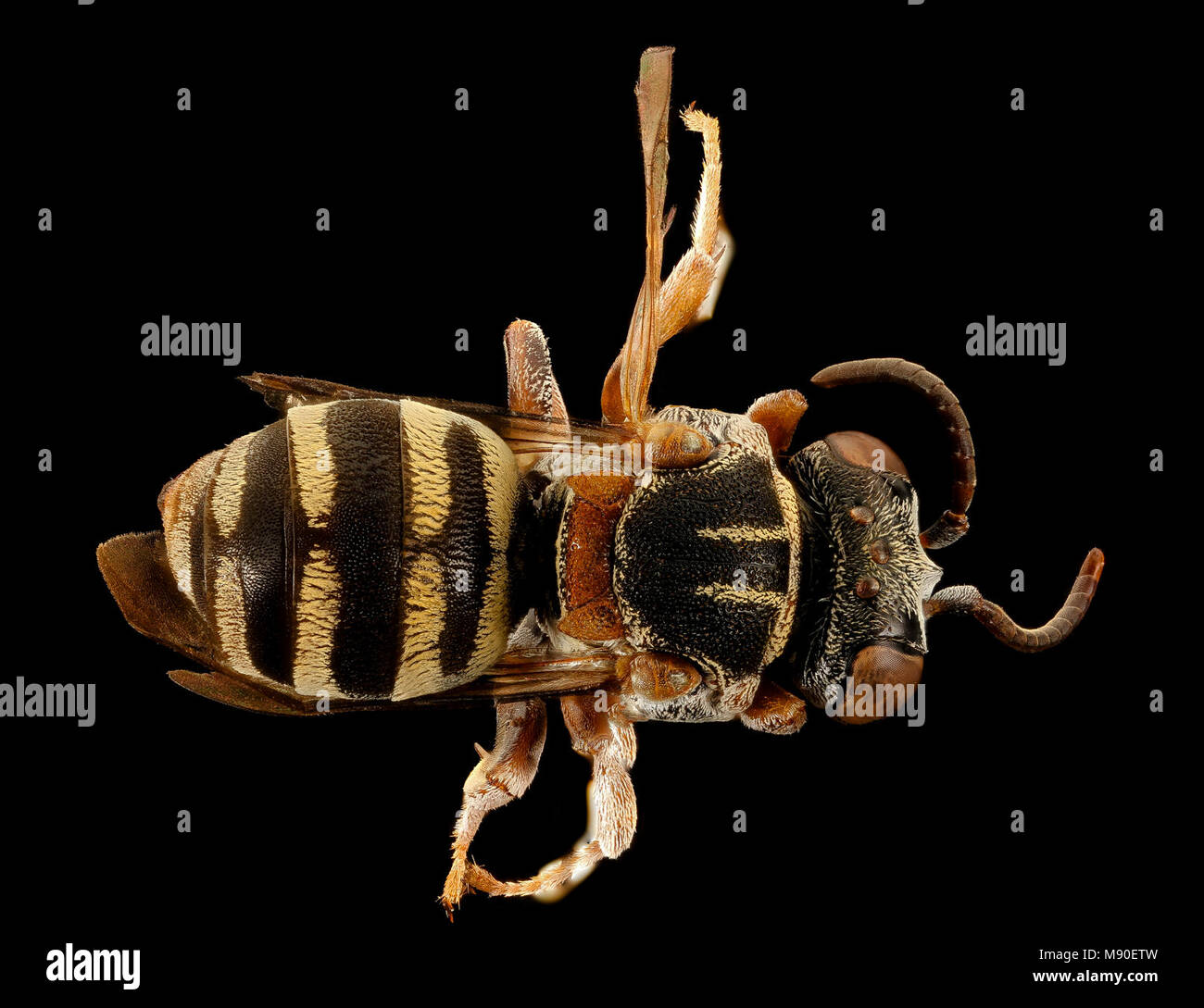 Epeolus High Resolution Stock Photography and Images - Alamy