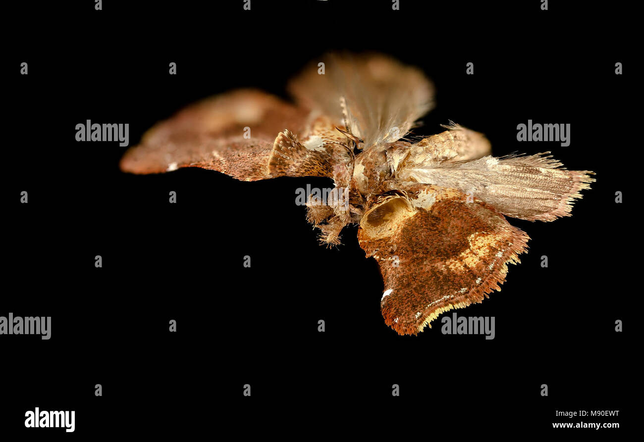 Epitamyra thermalis, Pyralidae, jamaica, wing close up side Stock Photo ...