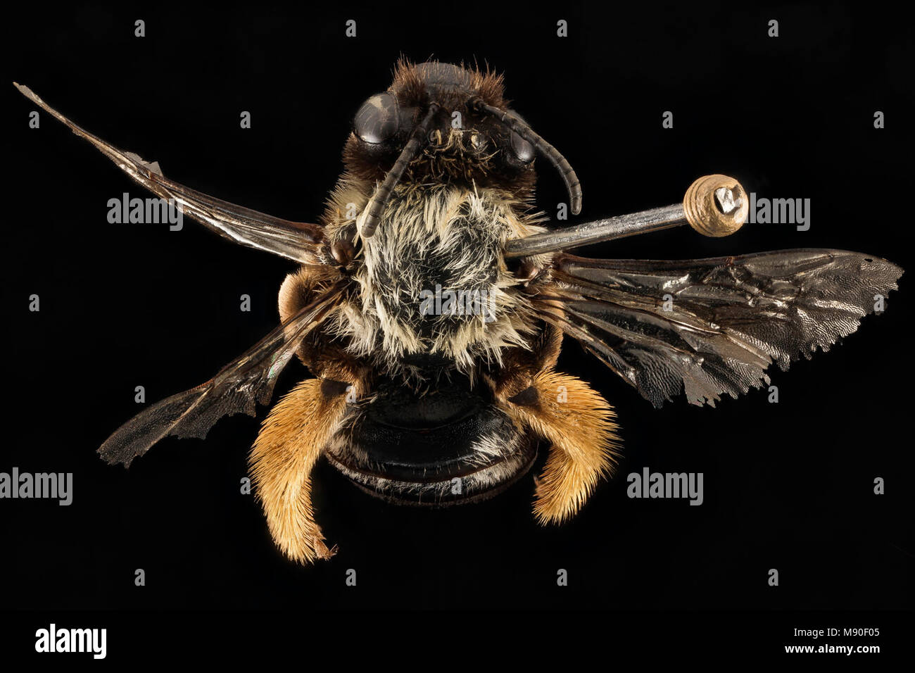 Binomial eucera fulvitarsis hi-res stock photography and images - Alamy