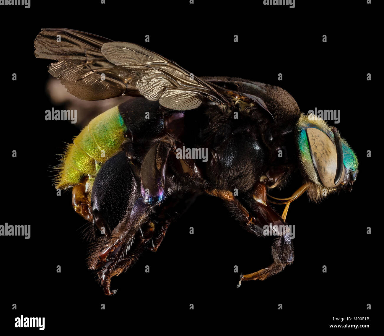 Guyana insects hi-res stock photography and images - Alamy