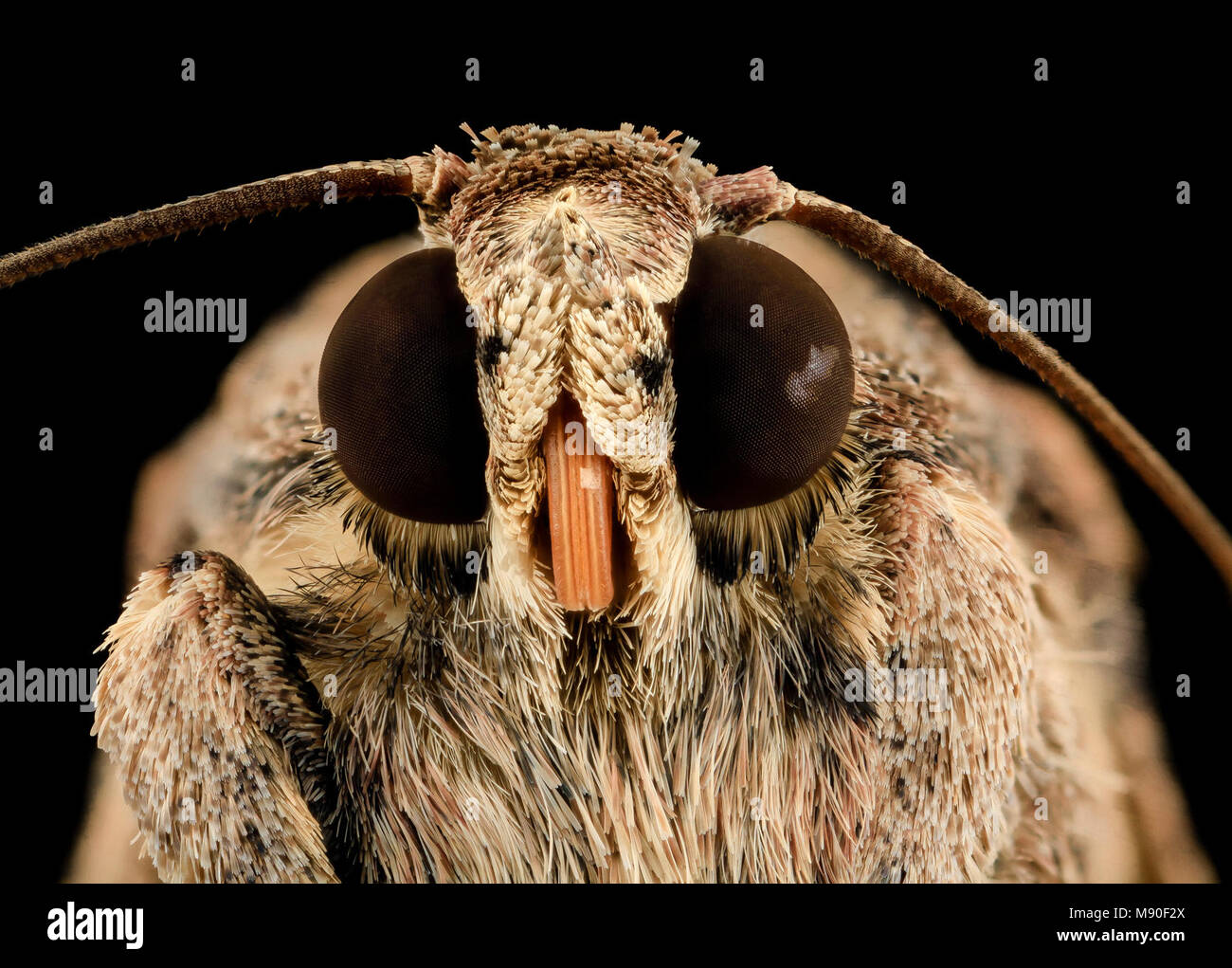 Fall armyworm hi-res stock photography and images - Alamy